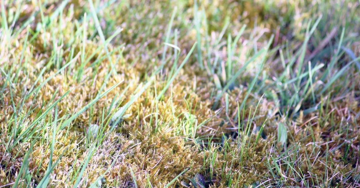 Facts about Lawn Moss