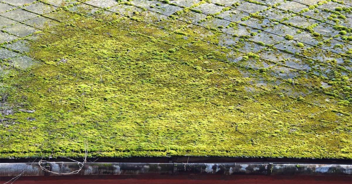 Facts About Moss on Roofs and Structures